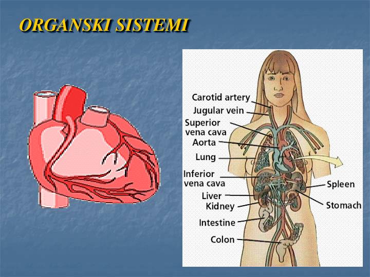 PPT - INSTITUT ZA MEDICINSKA I EKSPERIMENTALNA FIZIOLOGIJA SO ...