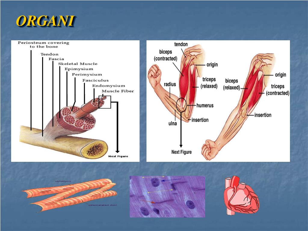 PPT - INSTITUT ZA MEDICINSKA I EKSPERIMENTALNA FIZIOLOGIJA SO ...