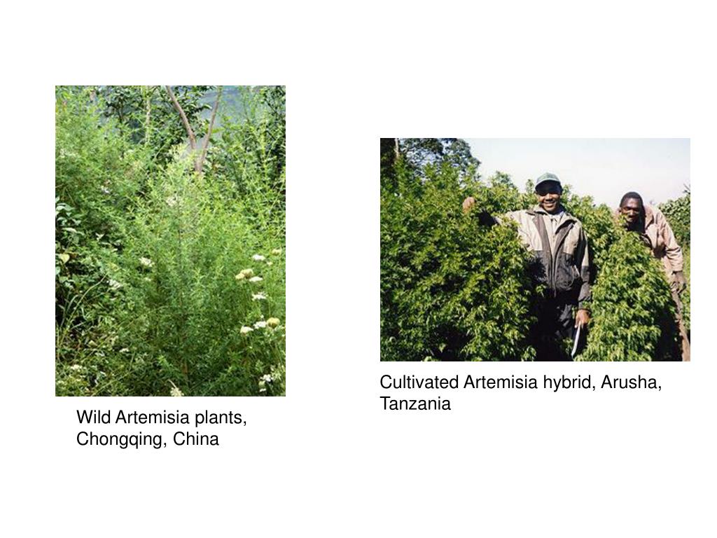 PPT - Cultivation of Artemisia annua - Links to the Market - PowerPoint ...