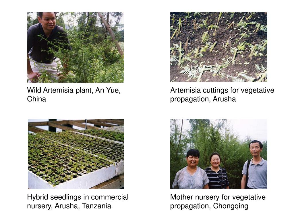 PPT - Cultivation of Artemisia annua - Links to the Market - PowerPoint ...