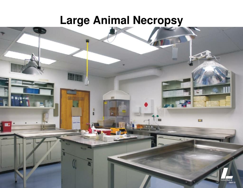 PPT - Preclinical and Biodistribution Assessments Supporting ...