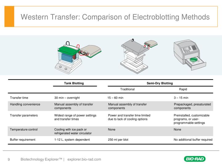 PPT - Rapid Stain-Free Western Blotting with the V3Western Workflow ...