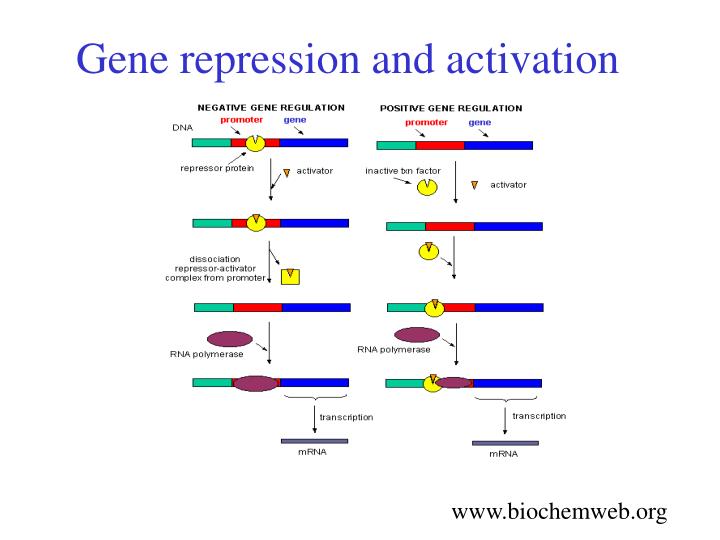 PPT - Gene repression and activation PowerPoint Presentation, free ...