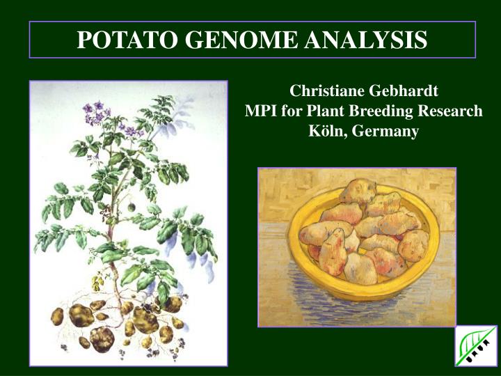 PPT - POTATO GENOME ANALYSIS PowerPoint Presentation, free download ...