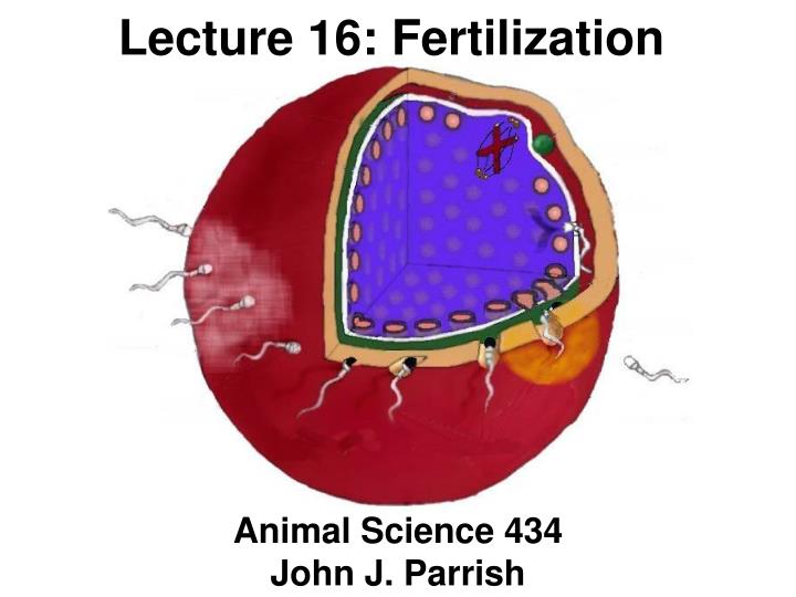 PPT - Lecture 16: Fertilization PowerPoint Presentation, free download ...