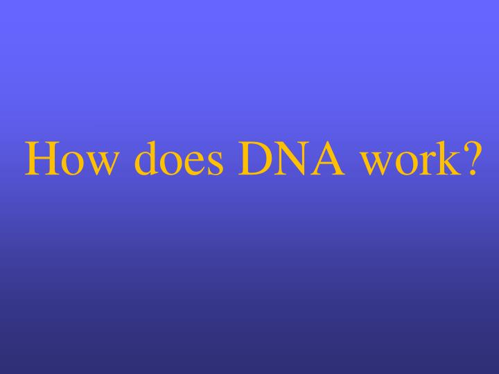 PPT - How does DNA work? PowerPoint Presentation, free download - ID ...