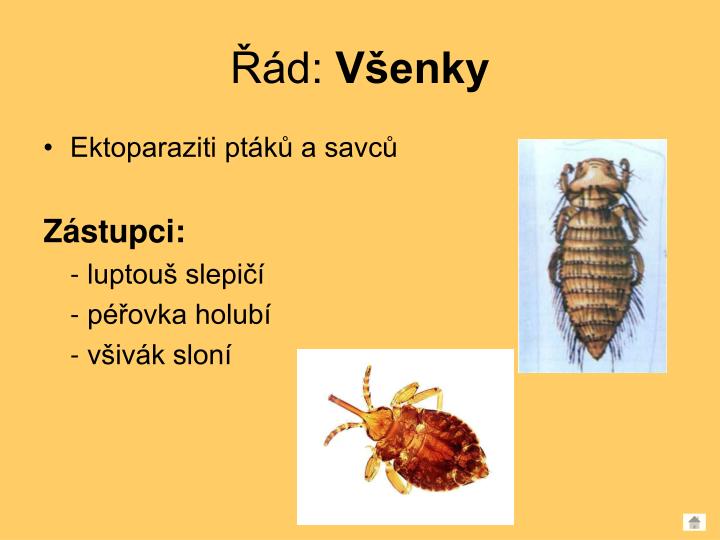 PPT - Členovci PowerPoint Presentation - ID:3386442