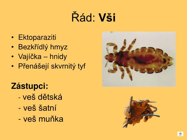 PPT - Členovci PowerPoint Presentation - ID:3386442