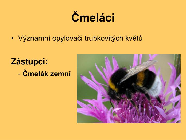 PPT - Členovci PowerPoint Presentation - ID:3386442
