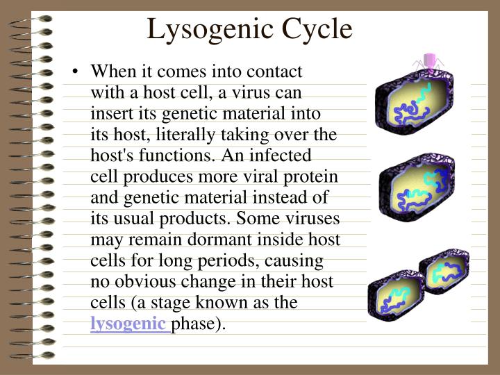 PPT - Viruses PowerPoint Presentation - ID:3386690