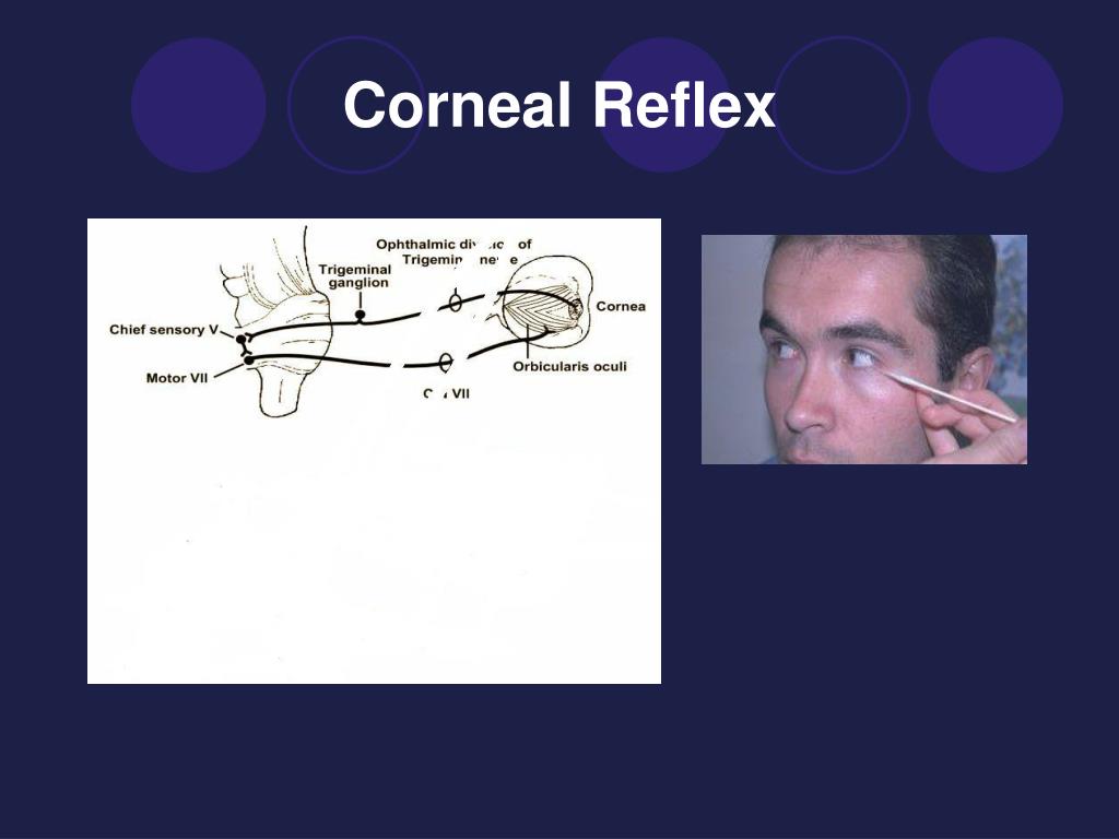 PPT - PHARMACOLOGY OF THE EYE PowerPoint Presentation, free download ...