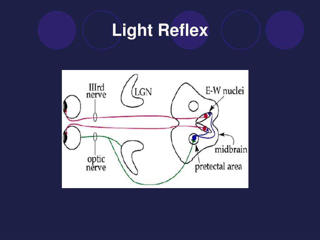 PPT - PHARMACOLOGY OF THE EYE PowerPoint Presentation, free download ...