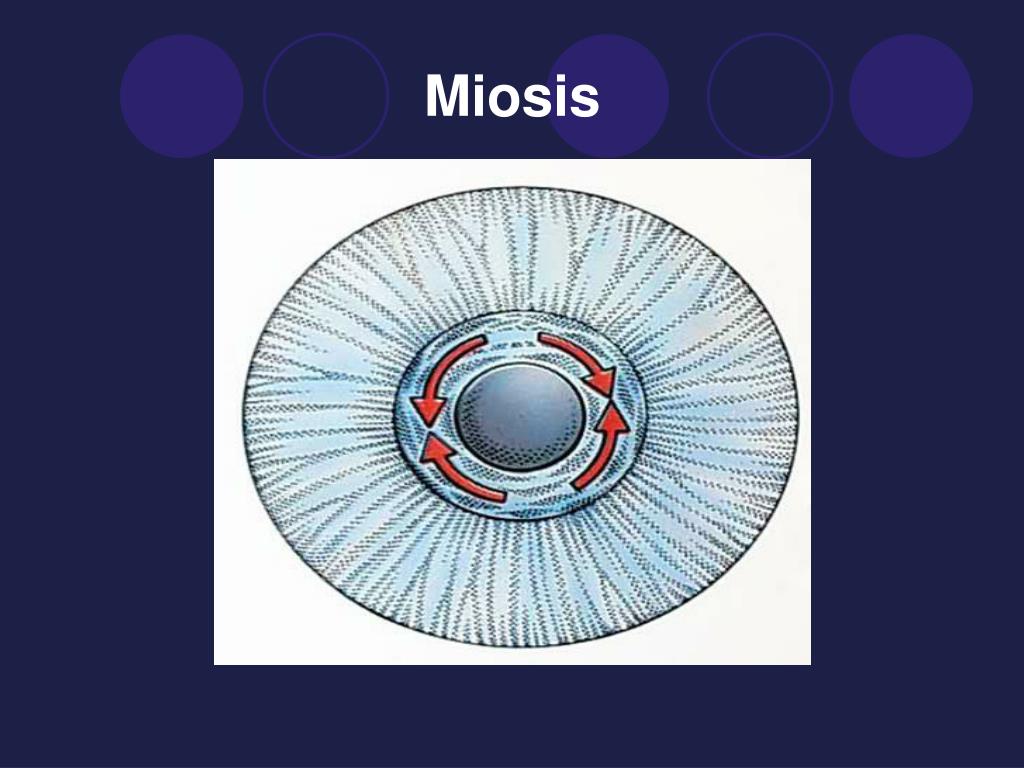 PPT - PHARMACOLOGY OF THE EYE PowerPoint Presentation, free download ...