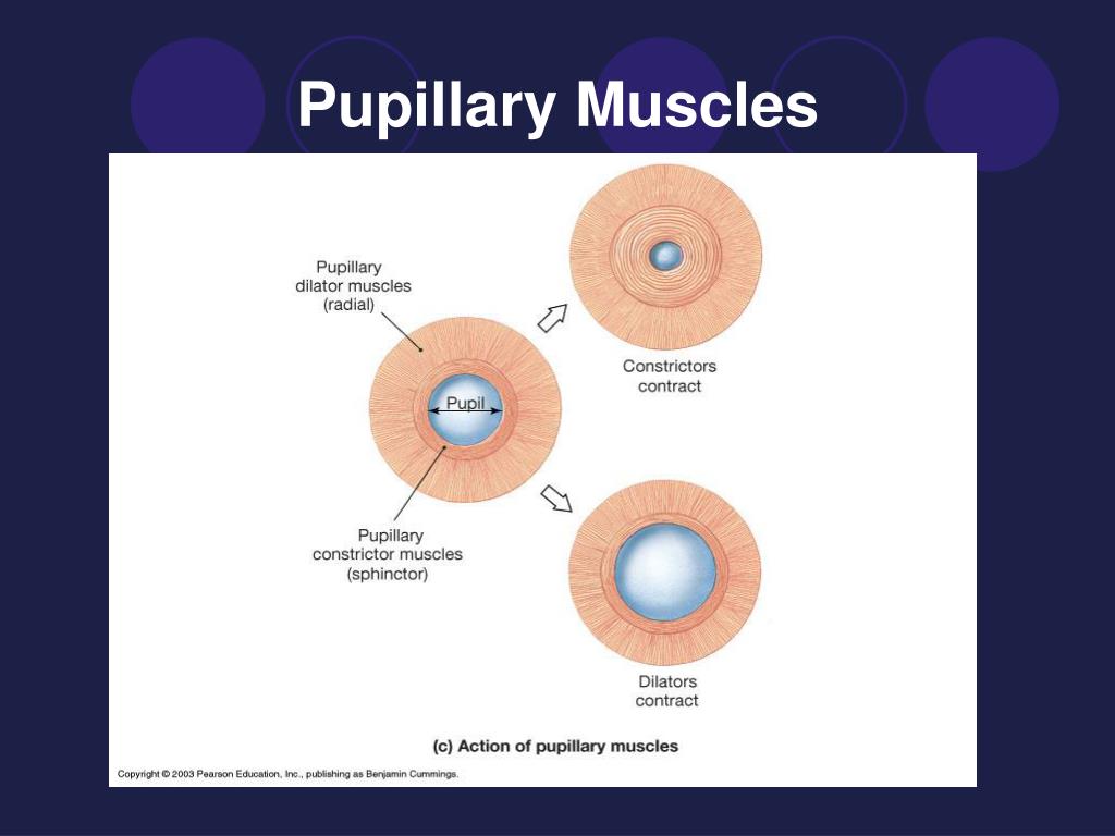 PPT - PHARMACOLOGY OF THE EYE PowerPoint Presentation, free download ...