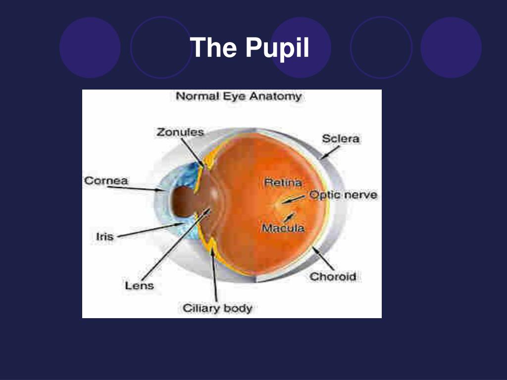 PPT - PHARMACOLOGY OF THE EYE PowerPoint Presentation, free download ...