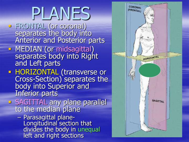 PPT - HUMAN ANATOMY 101 PowerPoint Presentation - ID:3388200