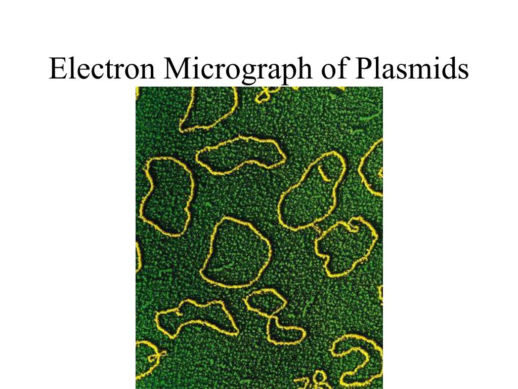 PPT - Biological Sciences 210 - Genetics and Molecular Biology ...