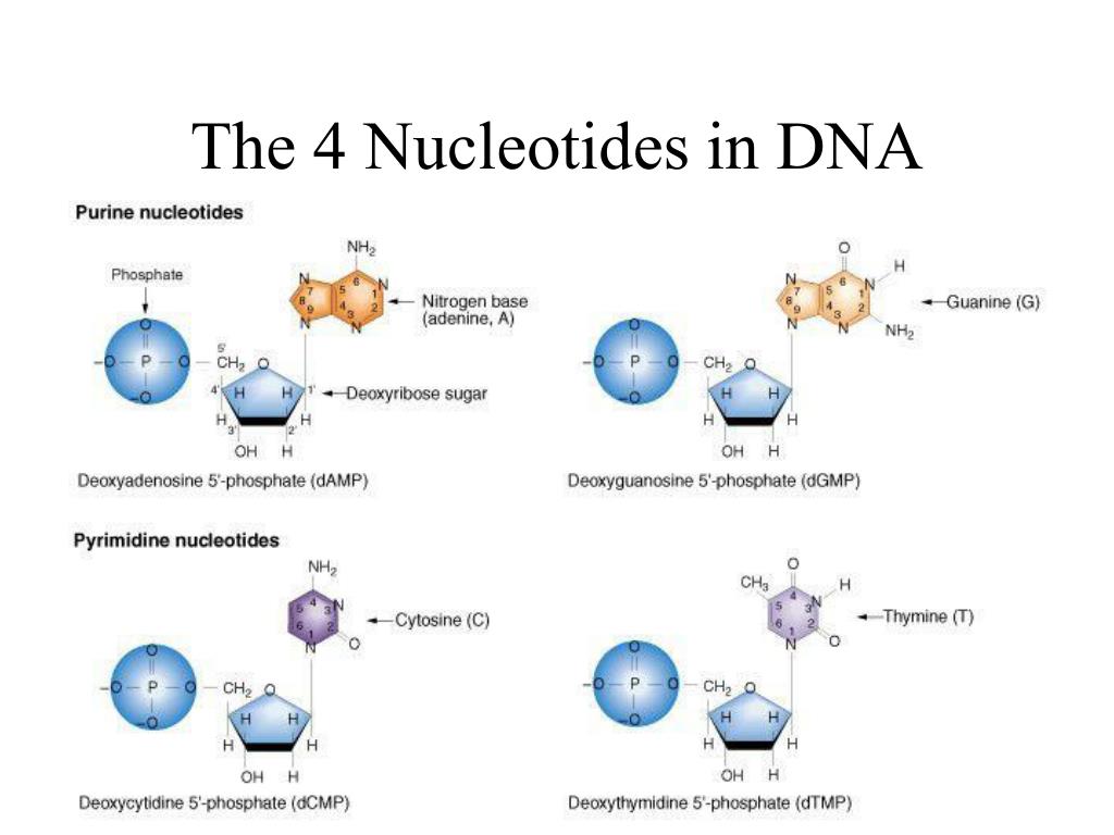 PPT - Biological Sciences 210 - Genetics and Molecular Biology ...