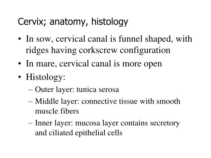 PPT - Female Reproductive Tract PowerPoint Presentation - ID:3389337