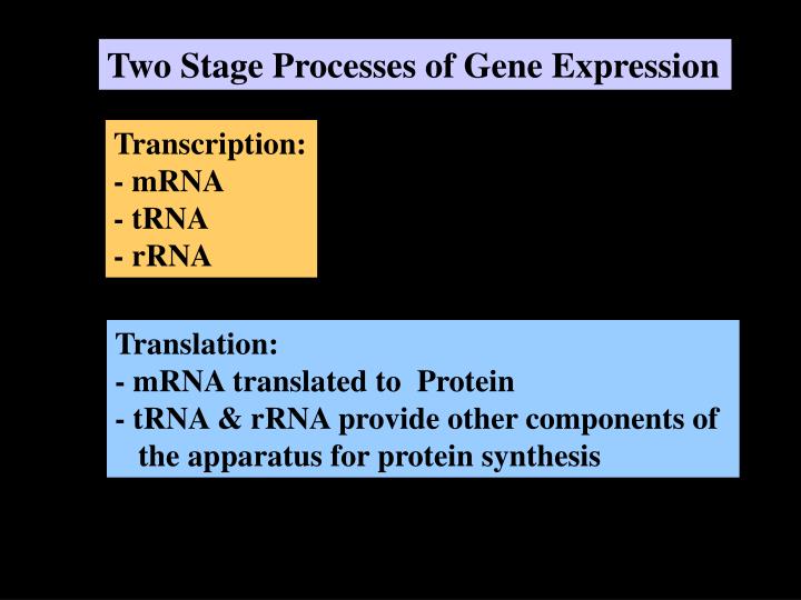 PPT - Two Stage Processes of Gene Expression PowerPoint Presentation ...