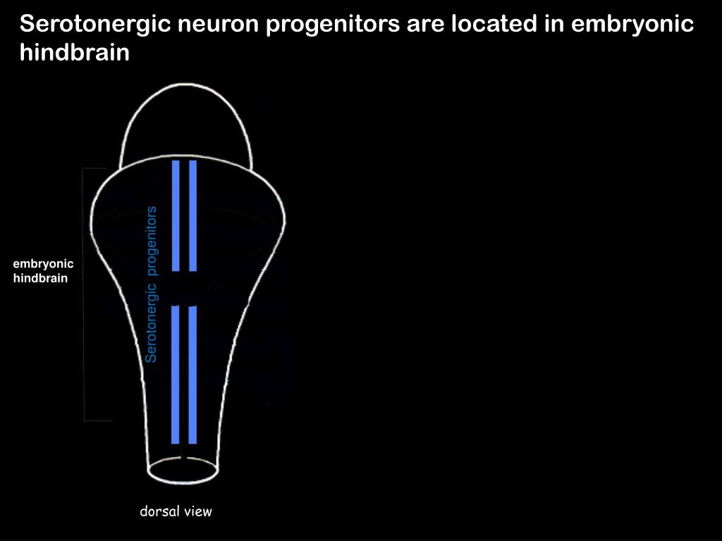 PPT - Anxiety – behavioural state arising in anticipation of potential ...