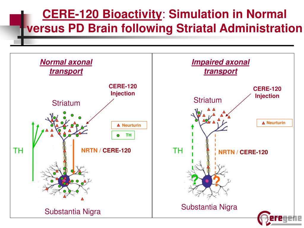 PPT - AAV2-NRTN (CERE-120) In Parkinson’s Disease: Phase 2 Trial ...