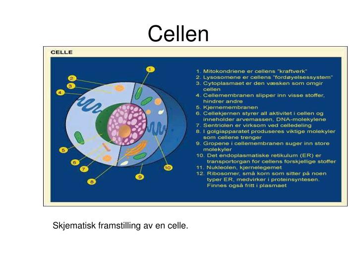 PPT - Cellen PowerPoint Presentation, free download - ID:3390608