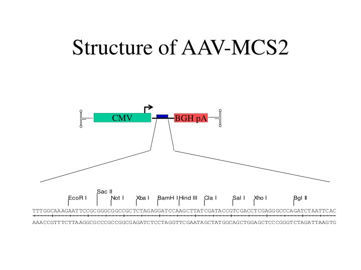 PPT - Structure of AAV-MCS2 PowerPoint Presentation, free download - ID ...