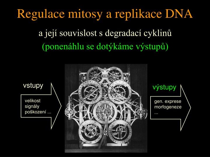 PPT - Regulace mitosy a replikace DNA PowerPoint Presentation, free ...
