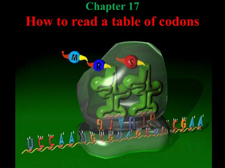PPT - Chapter 17 How to read a table of codons PowerPoint Presentation ...