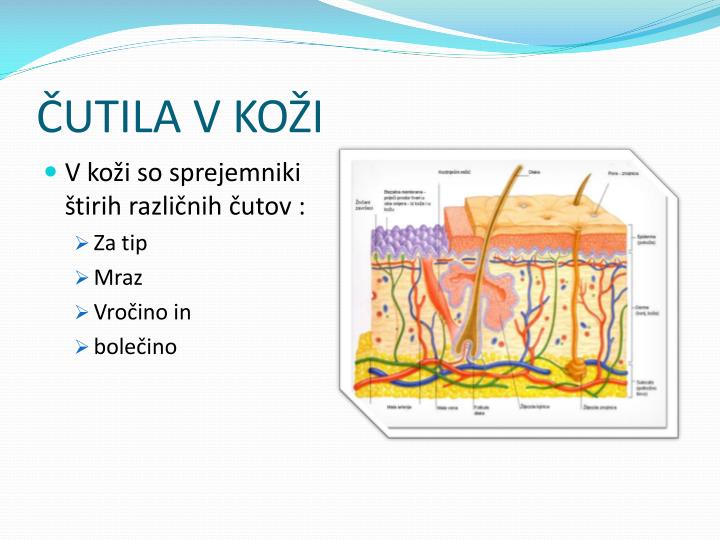 PPT - ČUTILA PowerPoint Presentation - ID:3391272