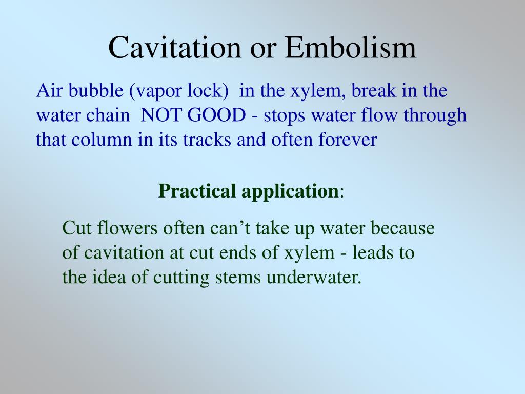PPT - WATER: Properties, Role in Plants, Watering Strategies PowerPoint ...
