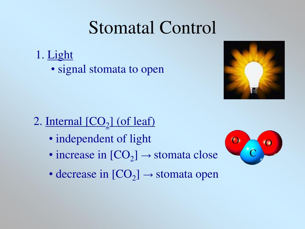 PPT - WATER: Properties, Role in Plants, Watering Strategies PowerPoint ...