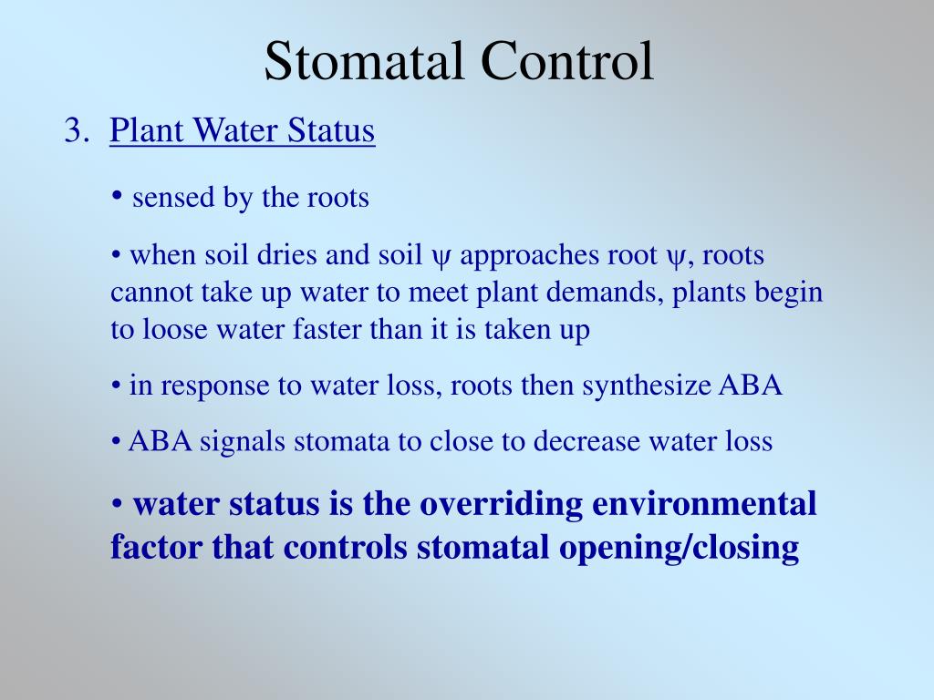 PPT - WATER: Properties, Role in Plants, Watering Strategies PowerPoint ...