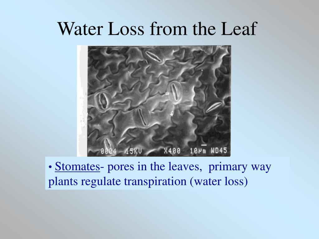 PPT - WATER: Properties, Role in Plants, Watering Strategies PowerPoint ...