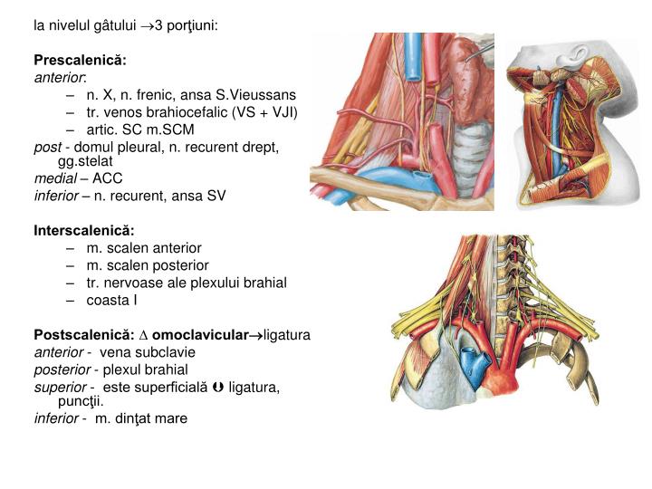 PPT - CAP, GÂT VASCULAZ ŢIE PowerPoint Presentation - ID:3391843