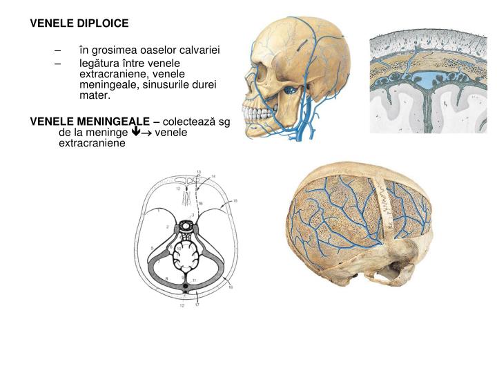 PPT - CAP, GÂT VASCULAZ ŢIE PowerPoint Presentation - ID:3391843