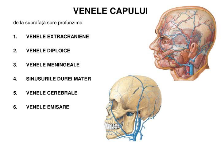 PPT - CAP, GÂT VASCULAZ ŢIE PowerPoint Presentation - ID:3391843
