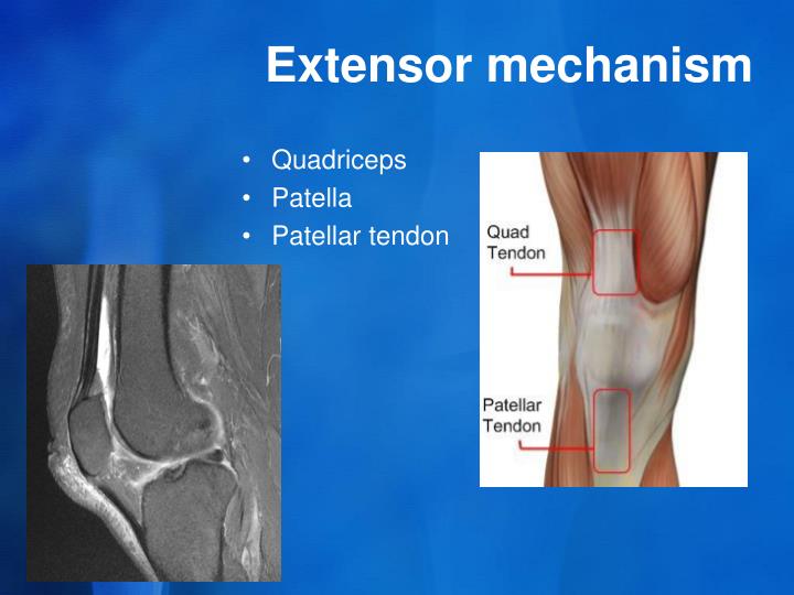 PPT - Clinical Anatomy of the knee PowerPoint Presentation - ID:3391896