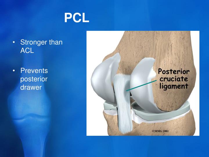 PPT - Clinical Anatomy of the knee PowerPoint Presentation - ID:3391896