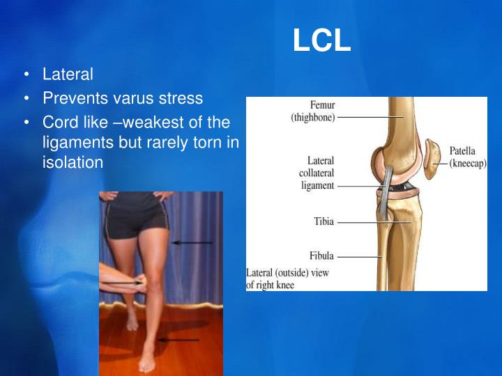 PPT - Clinical Anatomy of the knee PowerPoint Presentation - ID:3391896