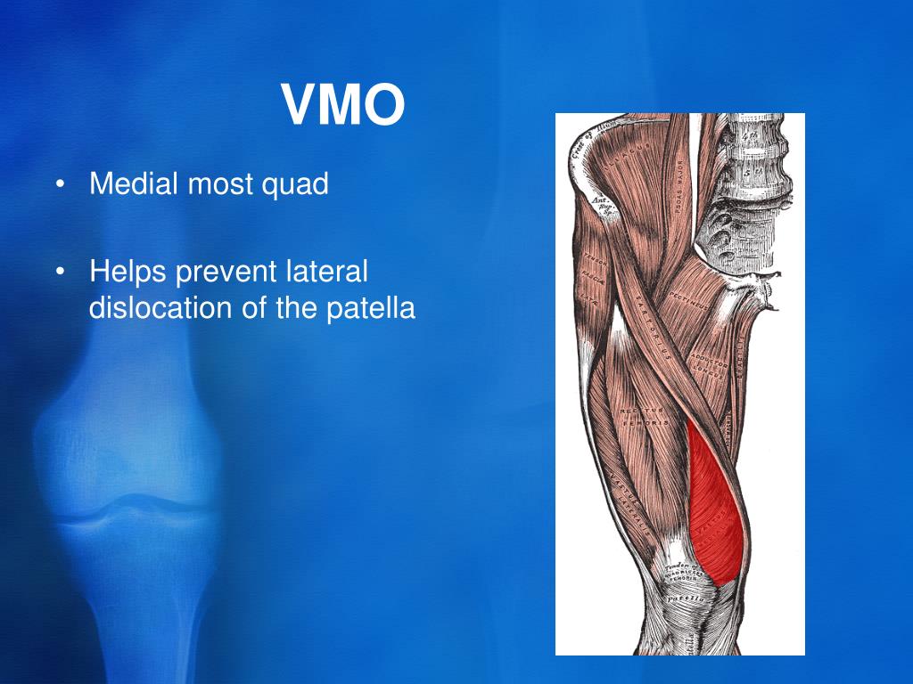 PPT - Clinical Anatomy of the knee PowerPoint Presentation, free ...