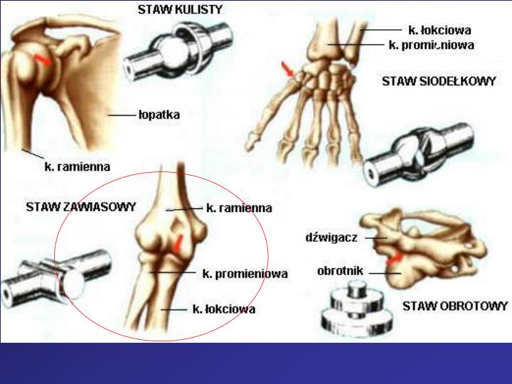 PPT - Stawy i więzozrosty kończyny górnej. Obręcz kończyny górnej ...