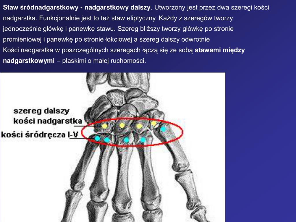 PPT - Stawy i więzozrosty kończyny górnej. Obręcz kończyny górnej ...