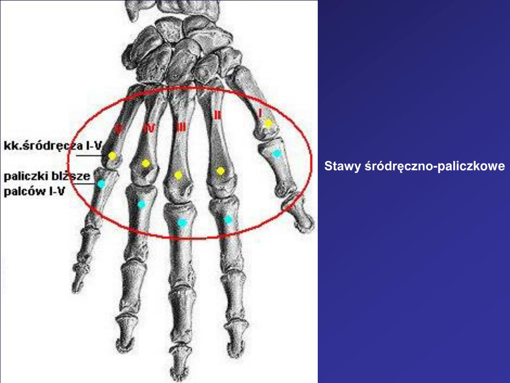PPT - Stawy i więzozrosty kończyny górnej. Obręcz kończyny górnej ...