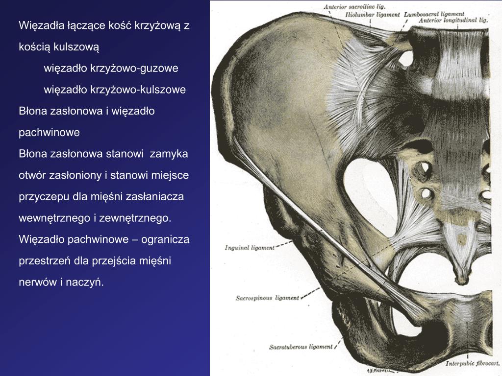 PPT - Stawy i więzozrosty kończyny górnej. Obręcz kończyny górnej ...