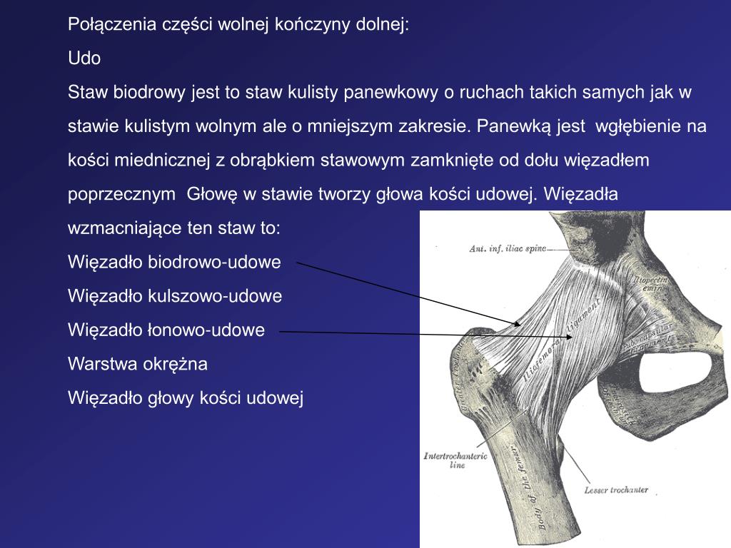 PPT - Stawy i więzozrosty kończyny górnej. Obręcz kończyny górnej ...