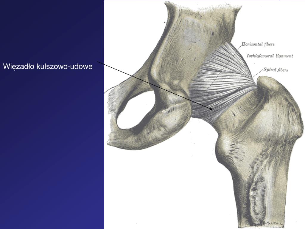 PPT - Stawy i więzozrosty kończyny górnej. Obręcz kończyny górnej ...
