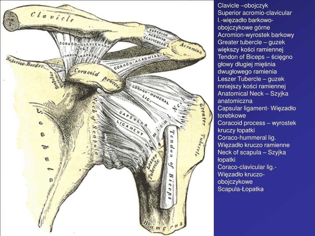 PPT - Stawy i więzozrosty kończyny górnej. Obręcz kończyny górnej ...