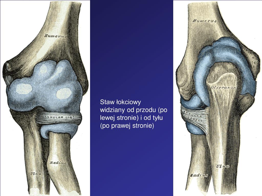 PPT - Stawy i więzozrosty kończyny górnej. Obręcz kończyny górnej ...